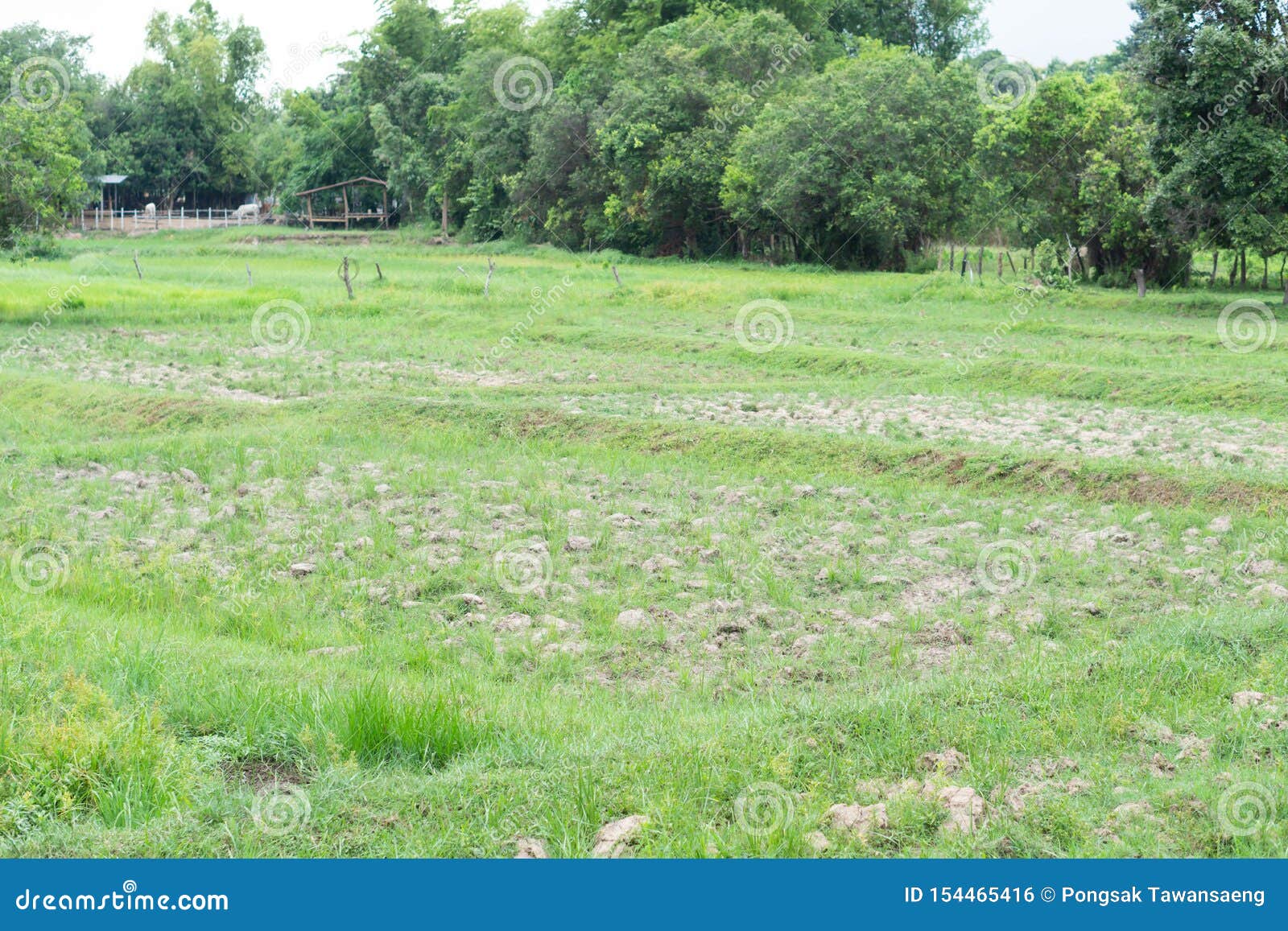 Green Rice Field in Rain Season Stock Photo - Image of chiang ...