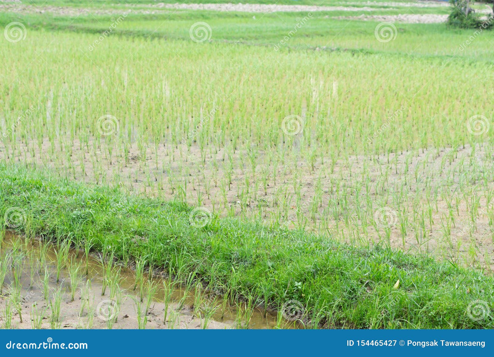 Green Rice Field in Rain Season Stock Image - Image of growth, farmland ...