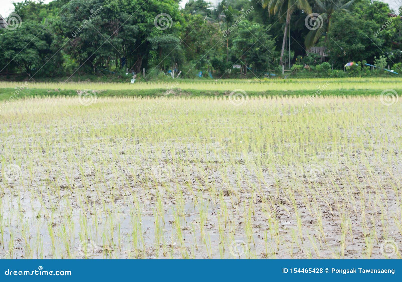Green Rice Field in Rain Season Stock Photo - Image of grass, harvest ...