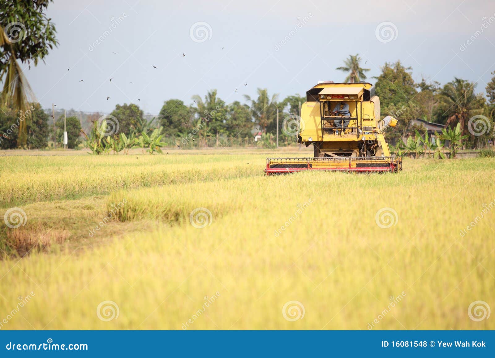 Rice Field stock photo. Image of machine, nature, rice - 16081548