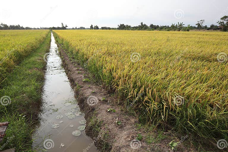 Rice Field stock photo. Image of wide, padi, angle, gathering - 16087566