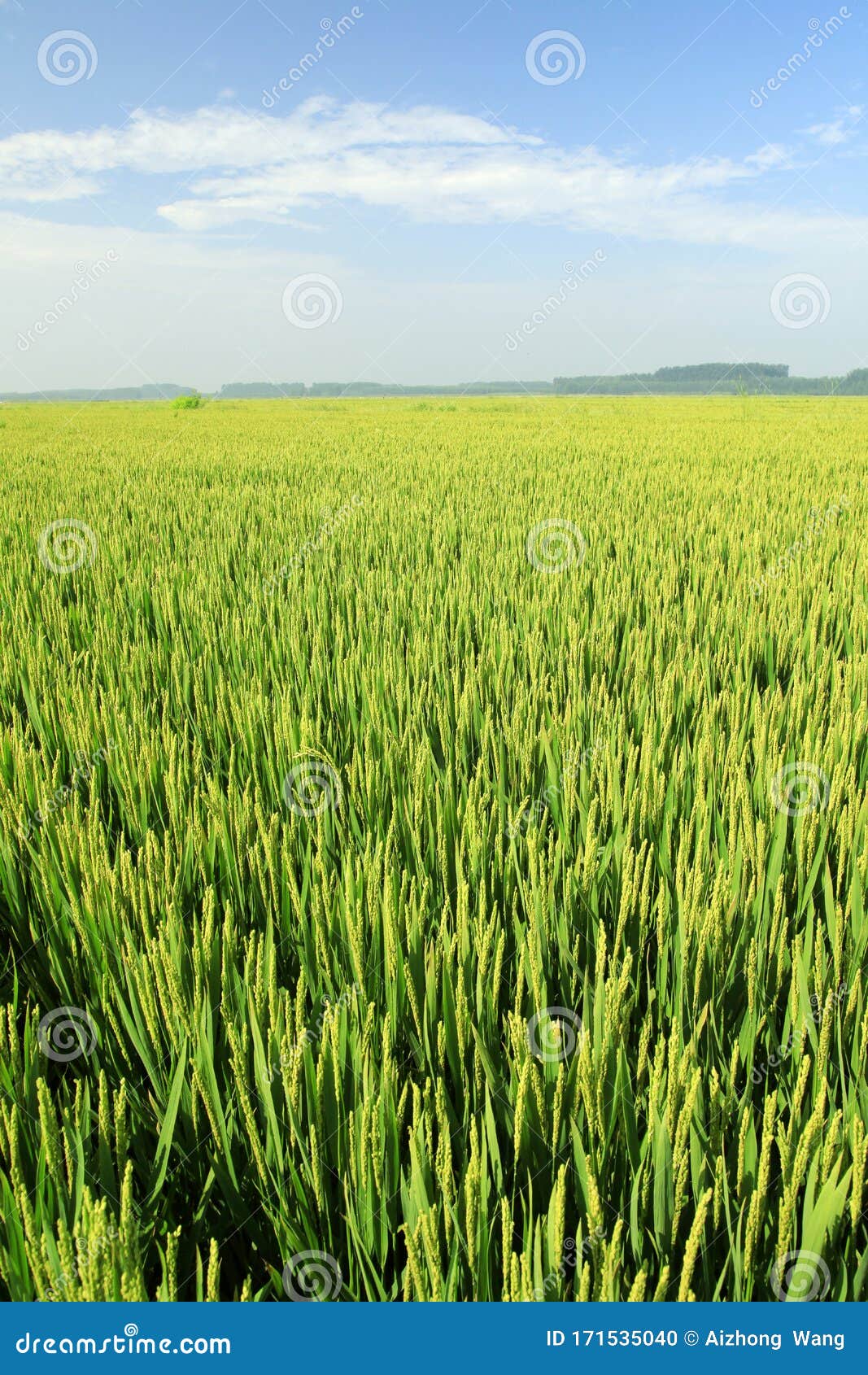 Rice in the field stock photo. Image of plant, leaves - 171535040