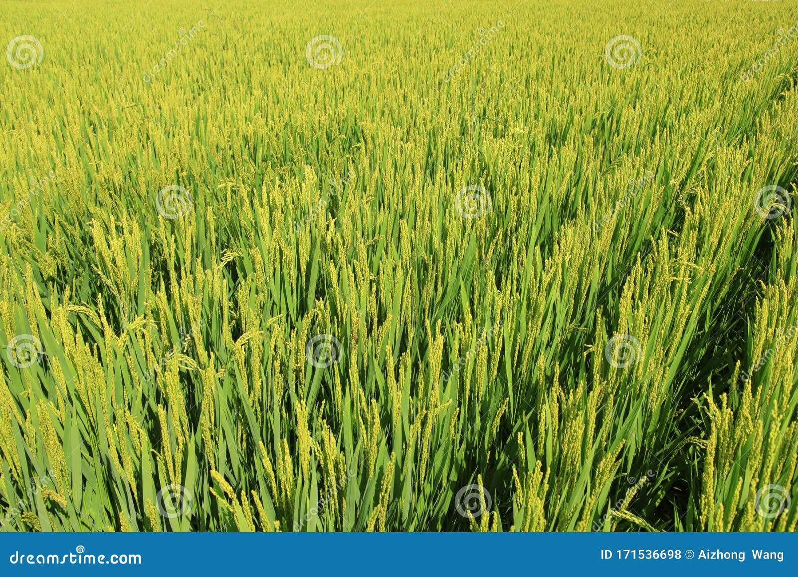 Rice in the field stock photo. Image of harvest, chinese - 171536698