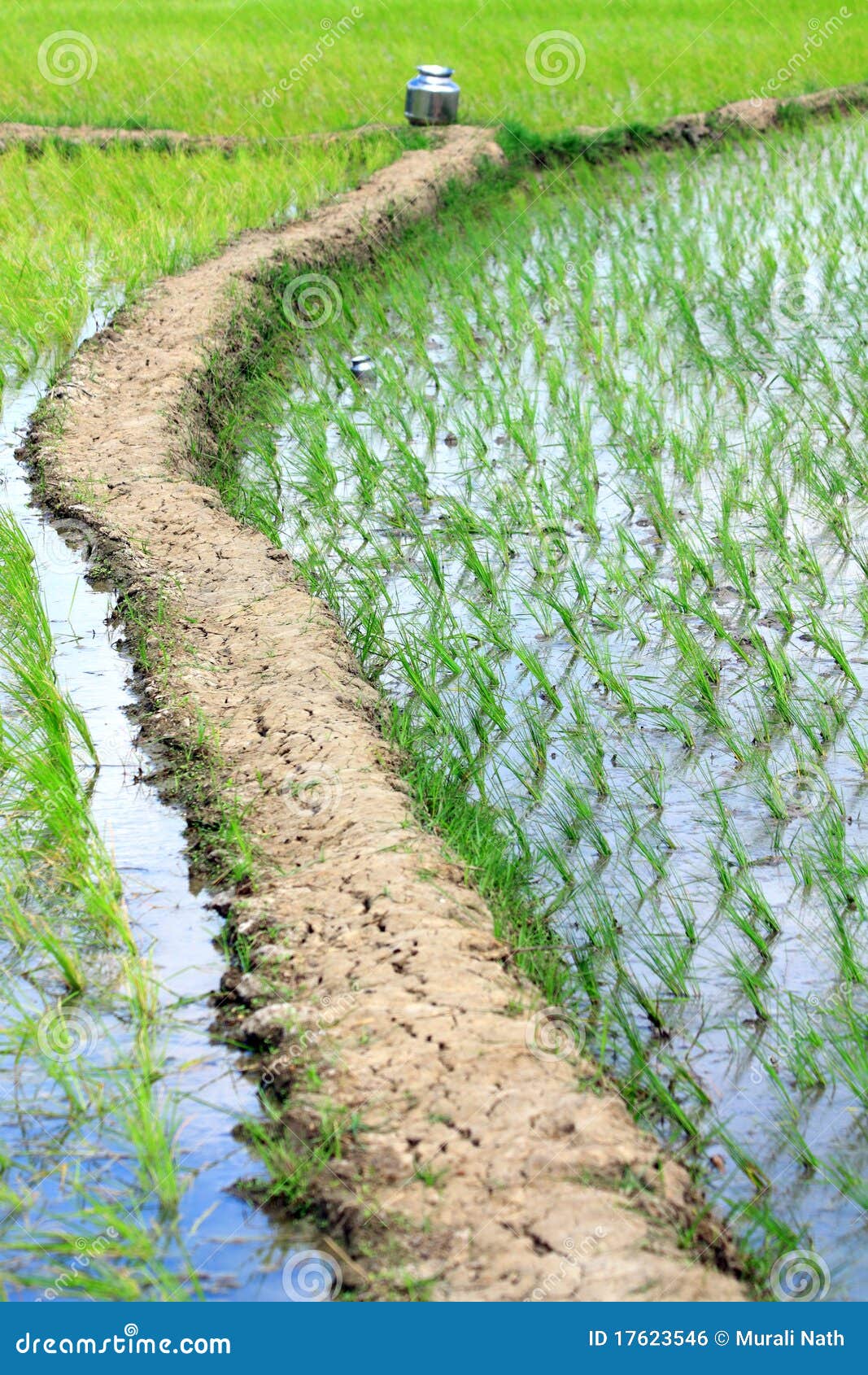 Rice Field stock photo. Image of nature, water, season - 17623546