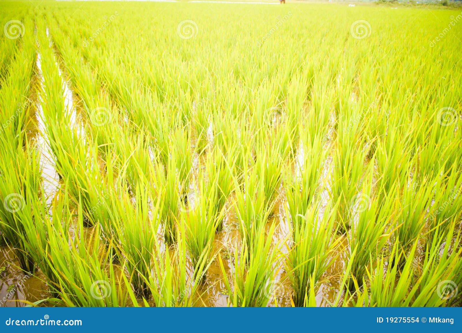 Rice field stock photo. Image of agricultural, farming - 19275554