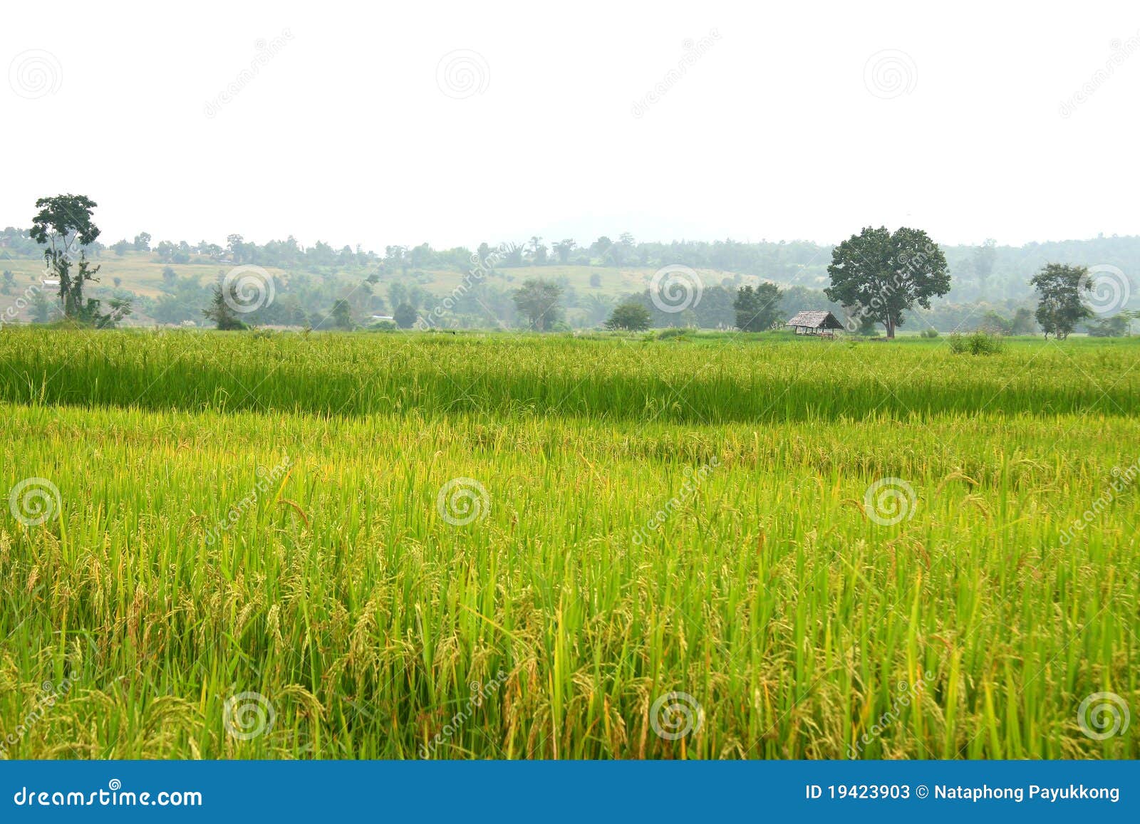 Rice field stock image. Image of green, countryside, bunch - 19423903