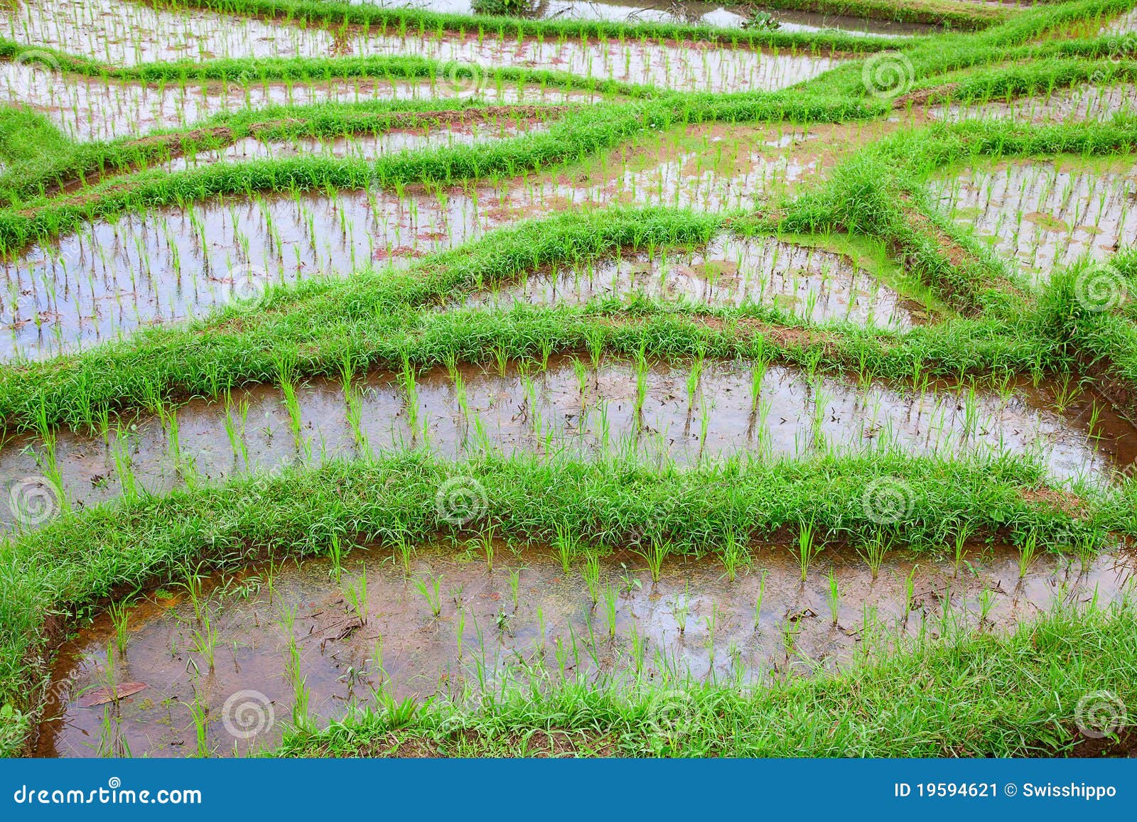 Rice field stock image. Image of land, farm, color, destination - 19594621