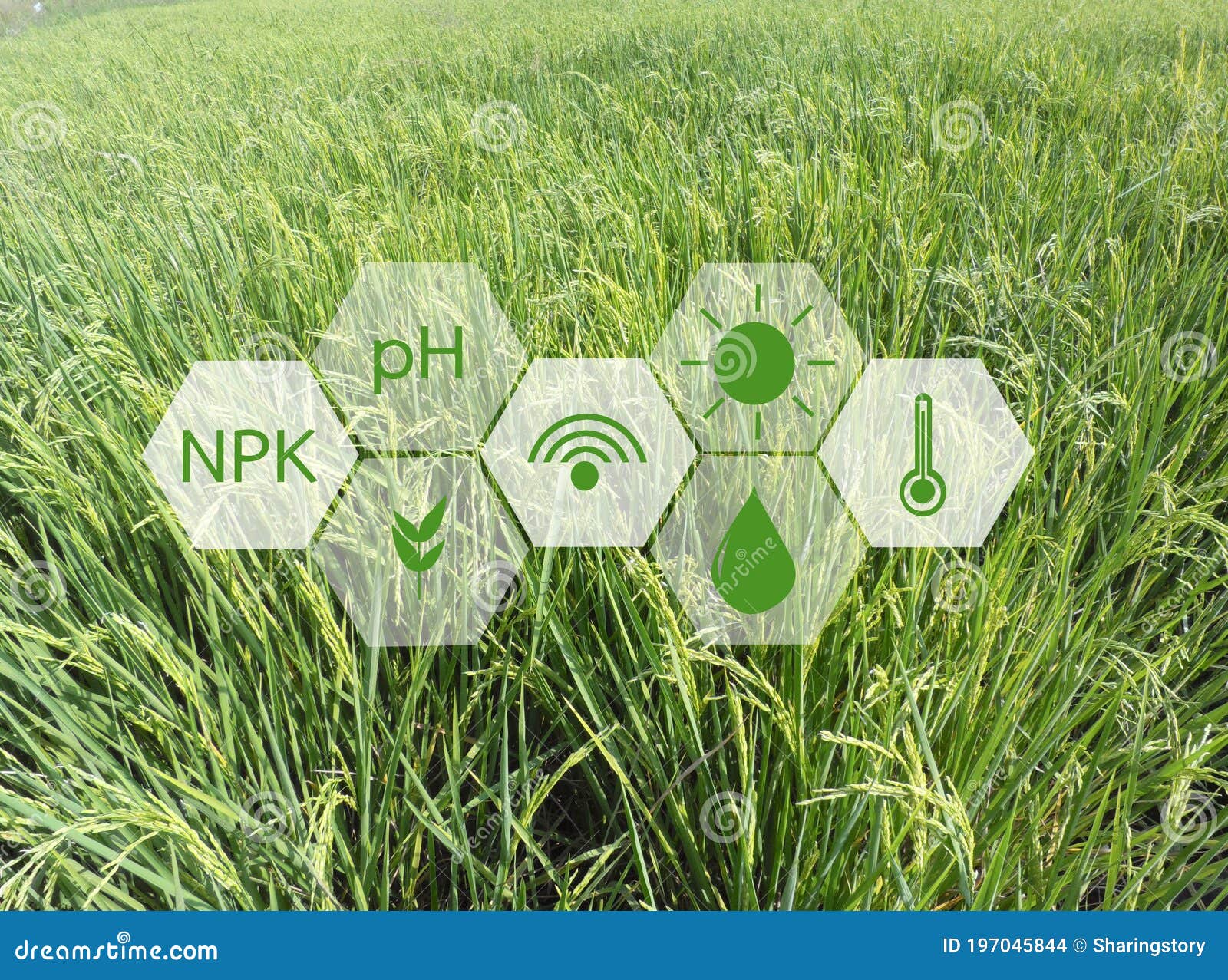 Smart Farming Argriculture Concept , Icons on Rice Field Stock Photo ...