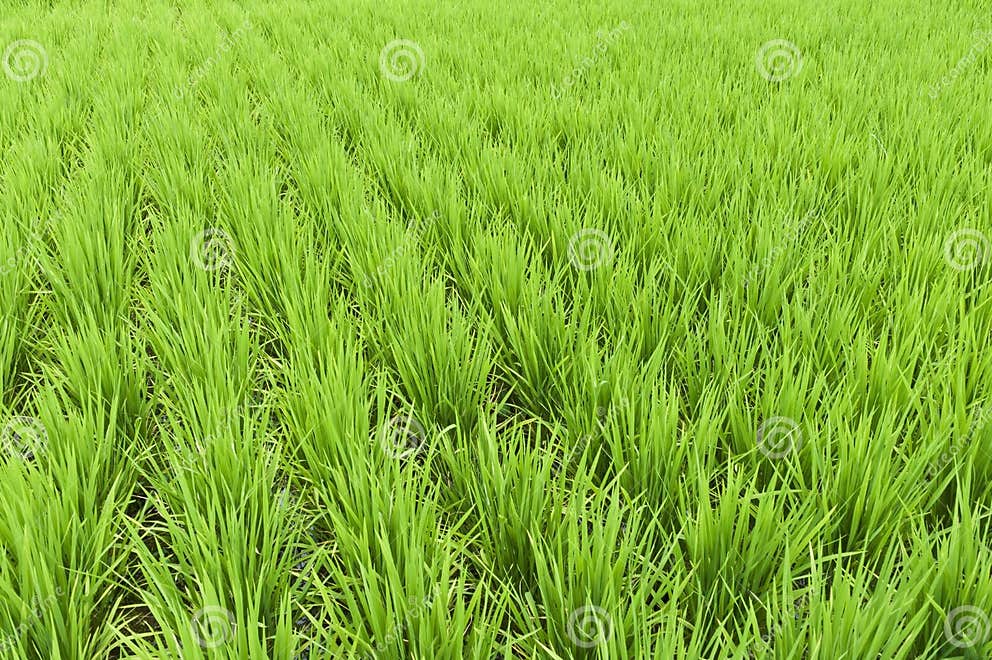 Rice field stock image. Image of rice, rural, texture - 20318287