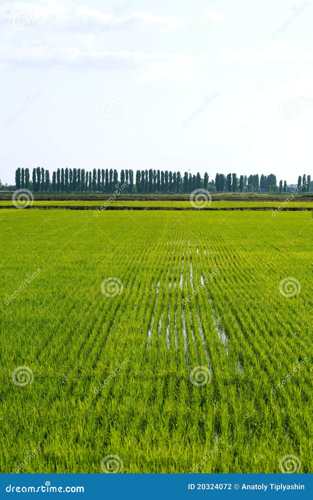 Rice field stock photo. Image of china, organic, food - 20324072