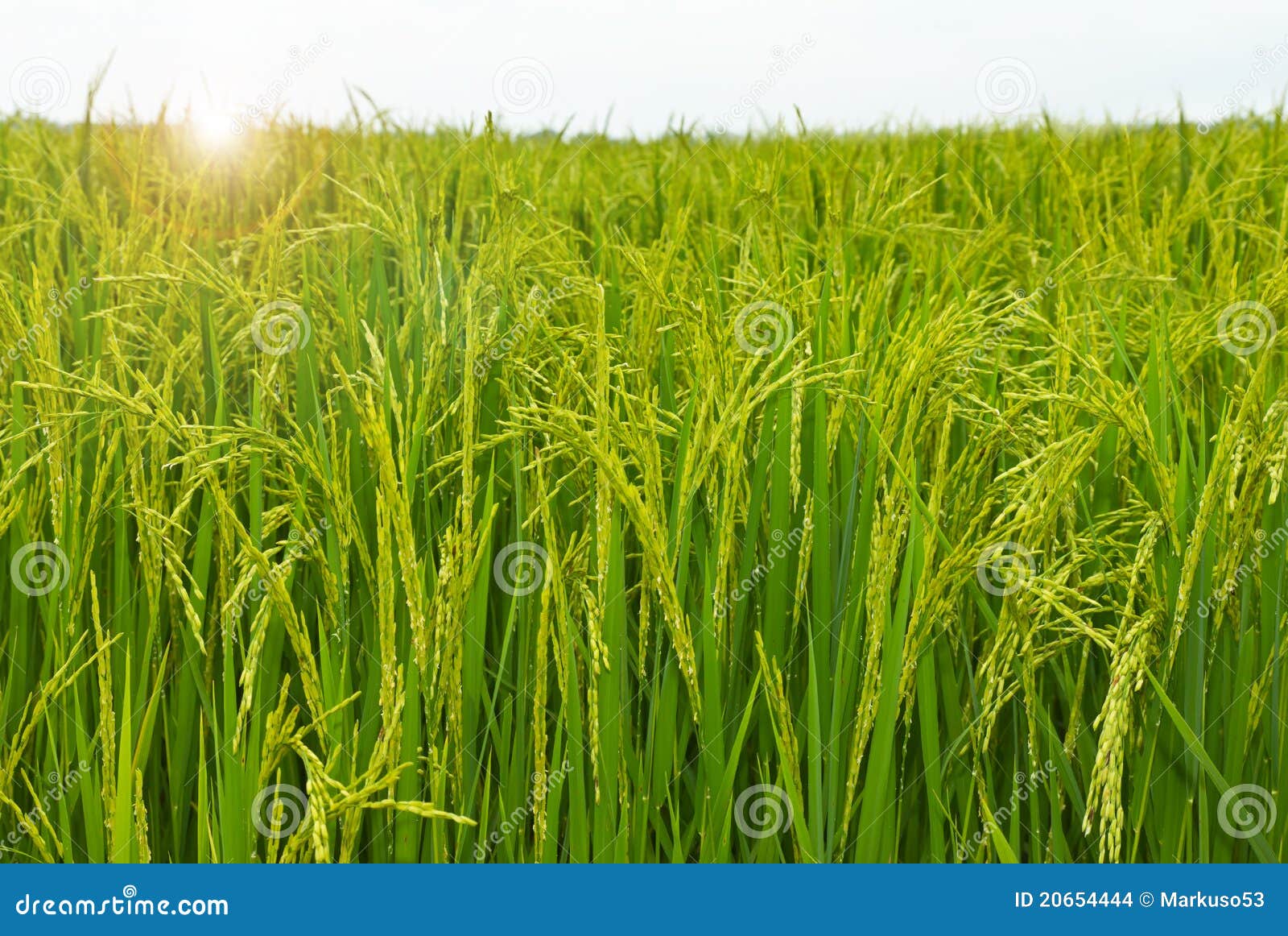 Rice field stock photo. Image of plantation, farmland - 20654444