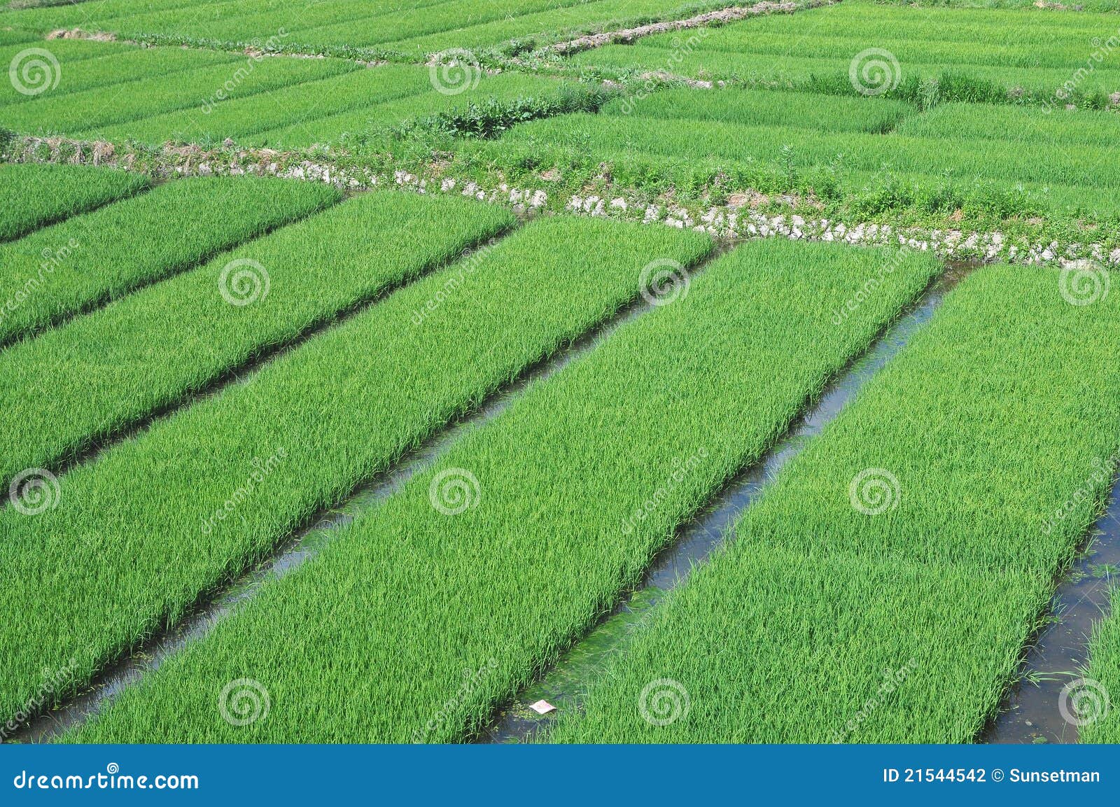 Rice Field stock photo. Image of countryside, growth - 21544542