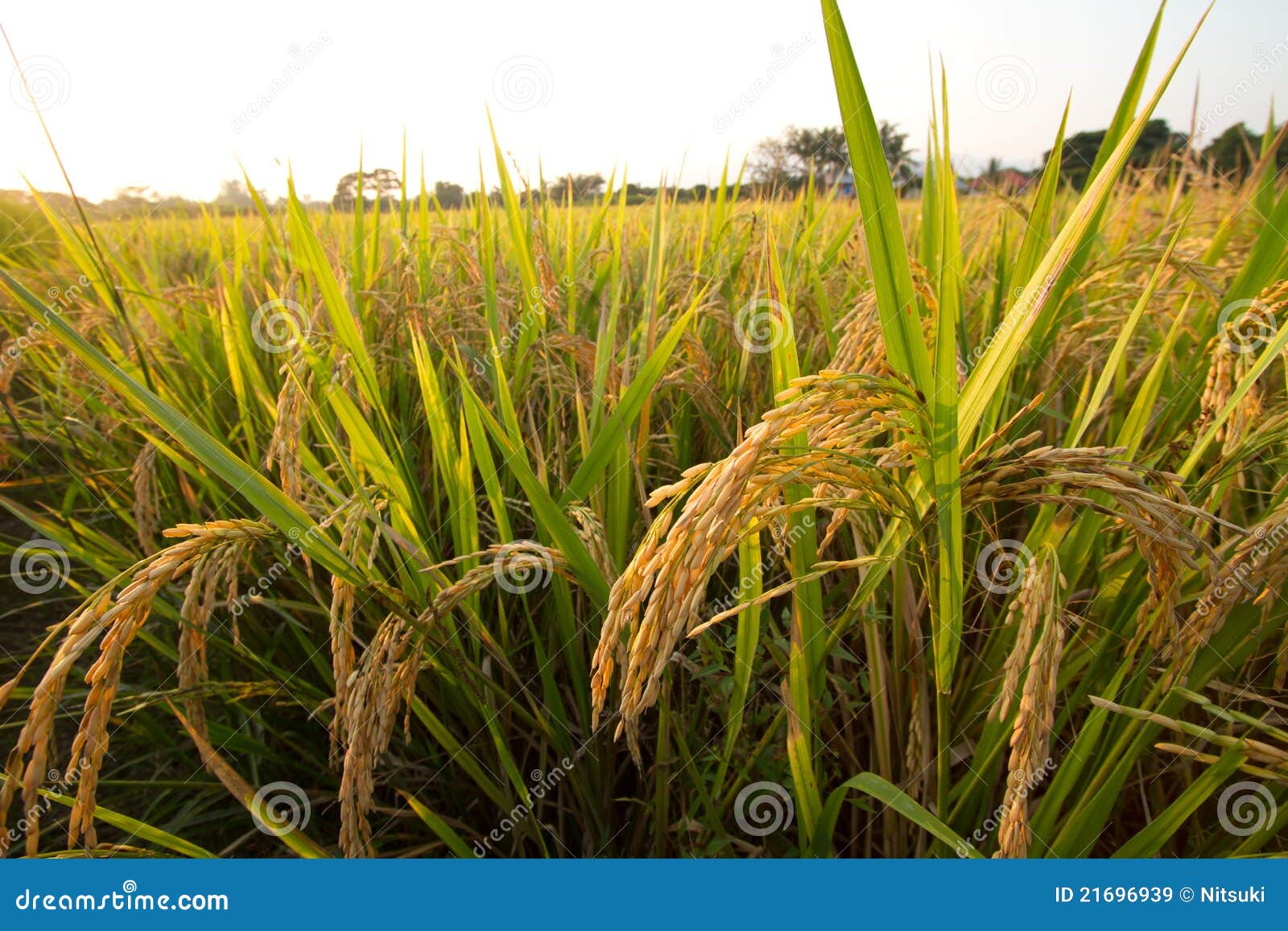 Rice field stock image. Image of food, beauty, foods - 21696939