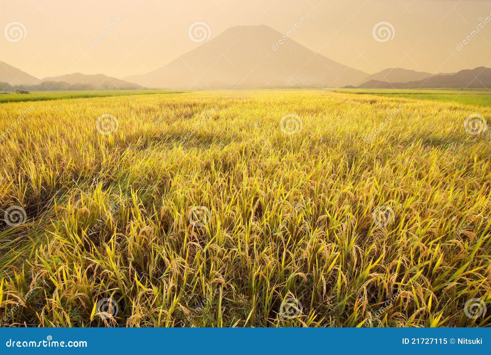 Rice field stock image. Image of grassed, farm, glassed - 21727115