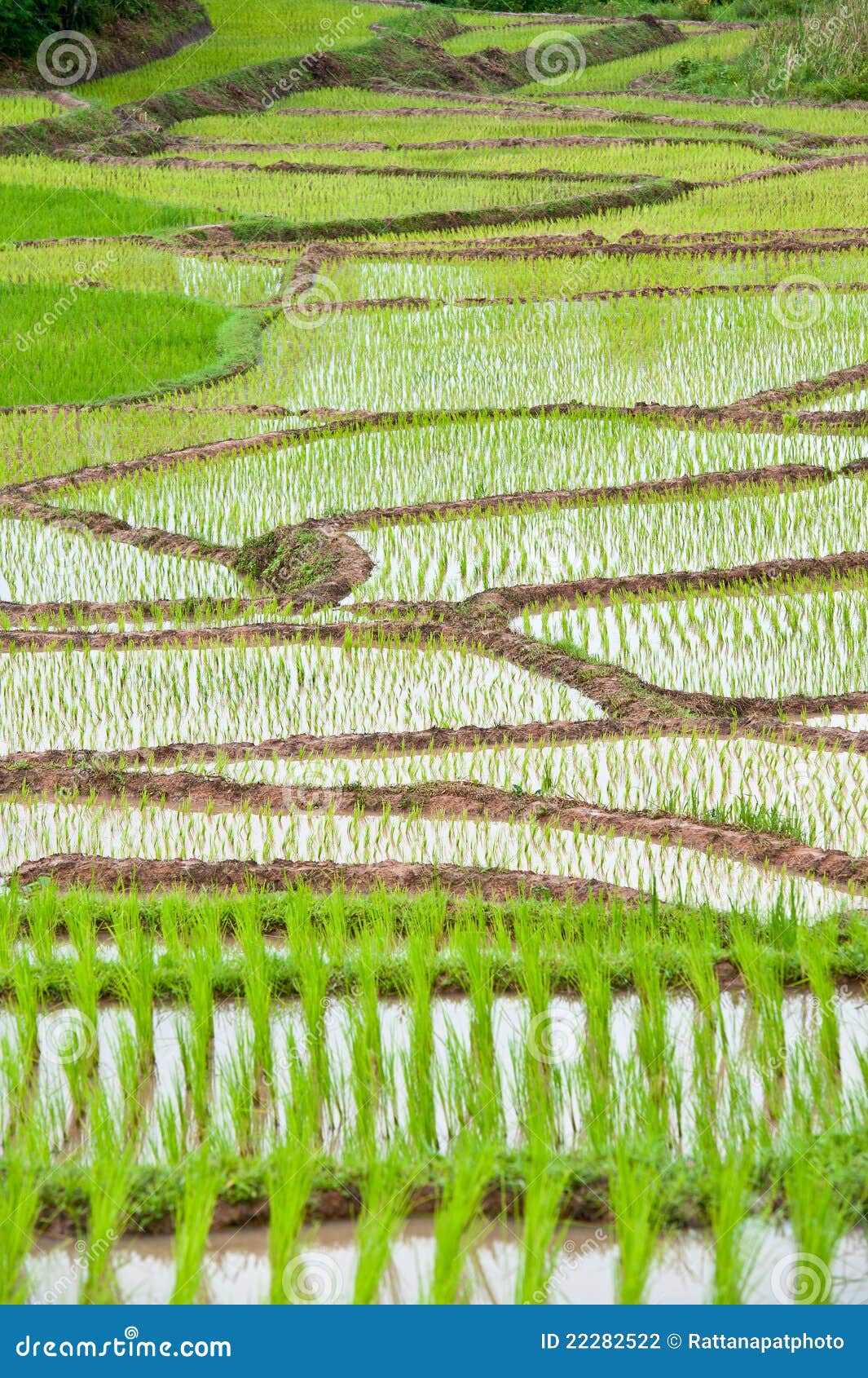 Rice field stock photo. Image of farming, scene, nature - 22282522