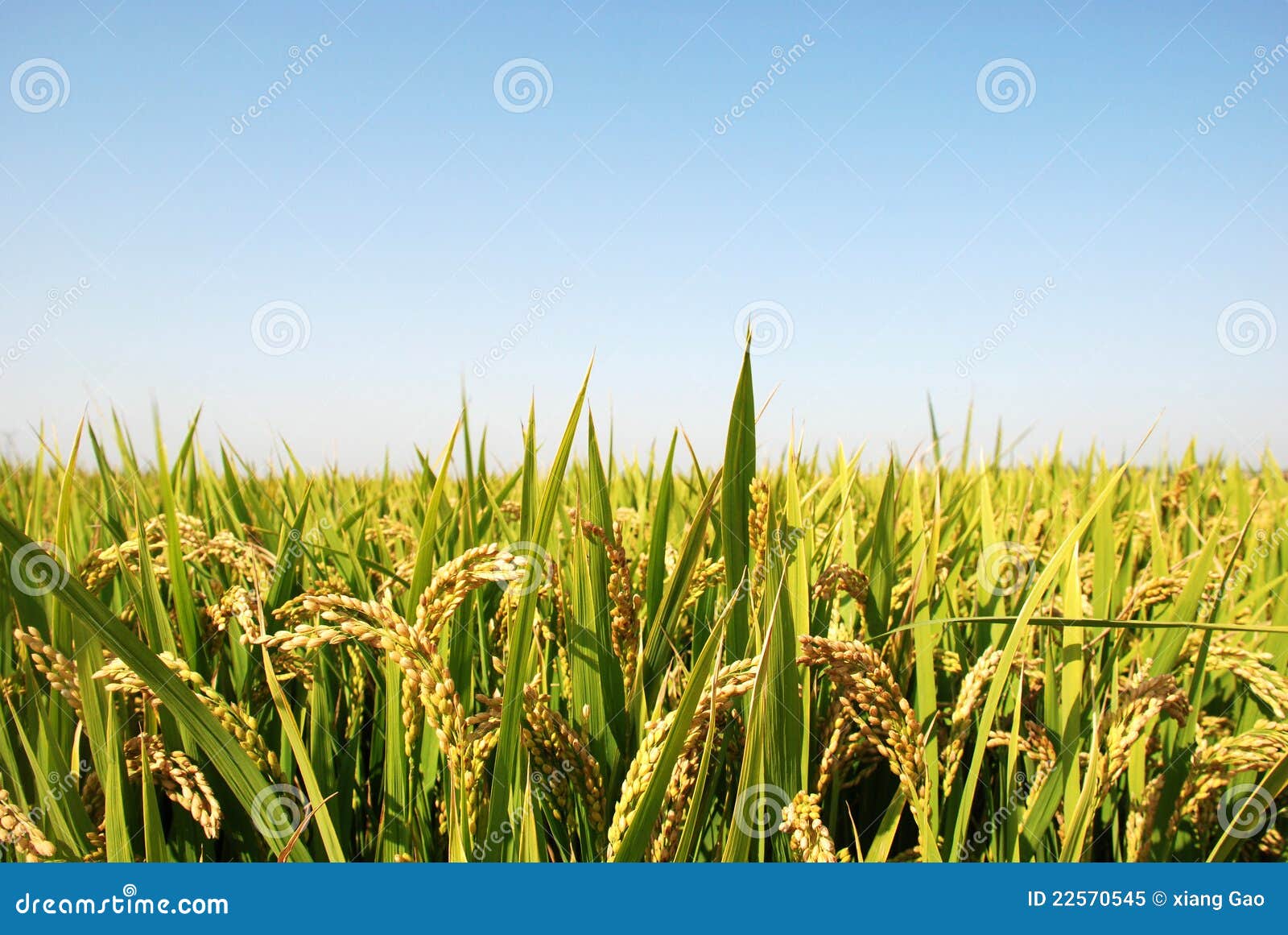 Rice field stock image. Image of stems, cereal, brown - 22570545