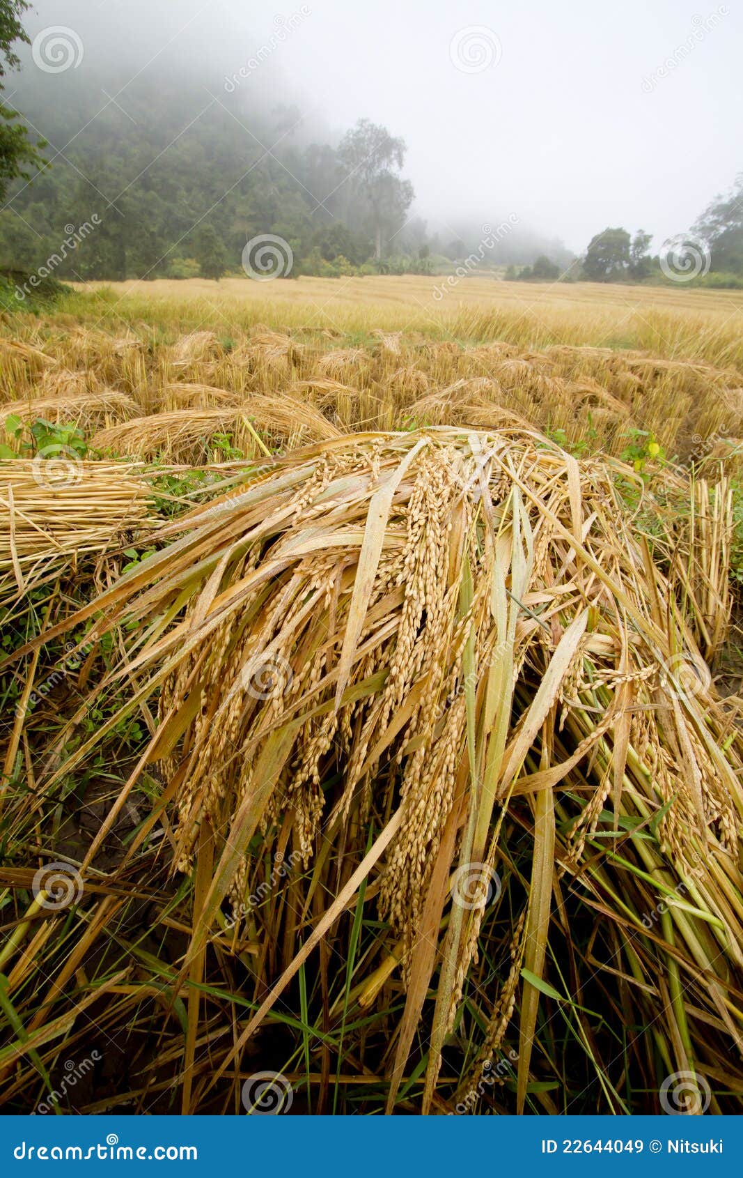 Rice field stock image. Image of agriculture, crops, field - 22644049