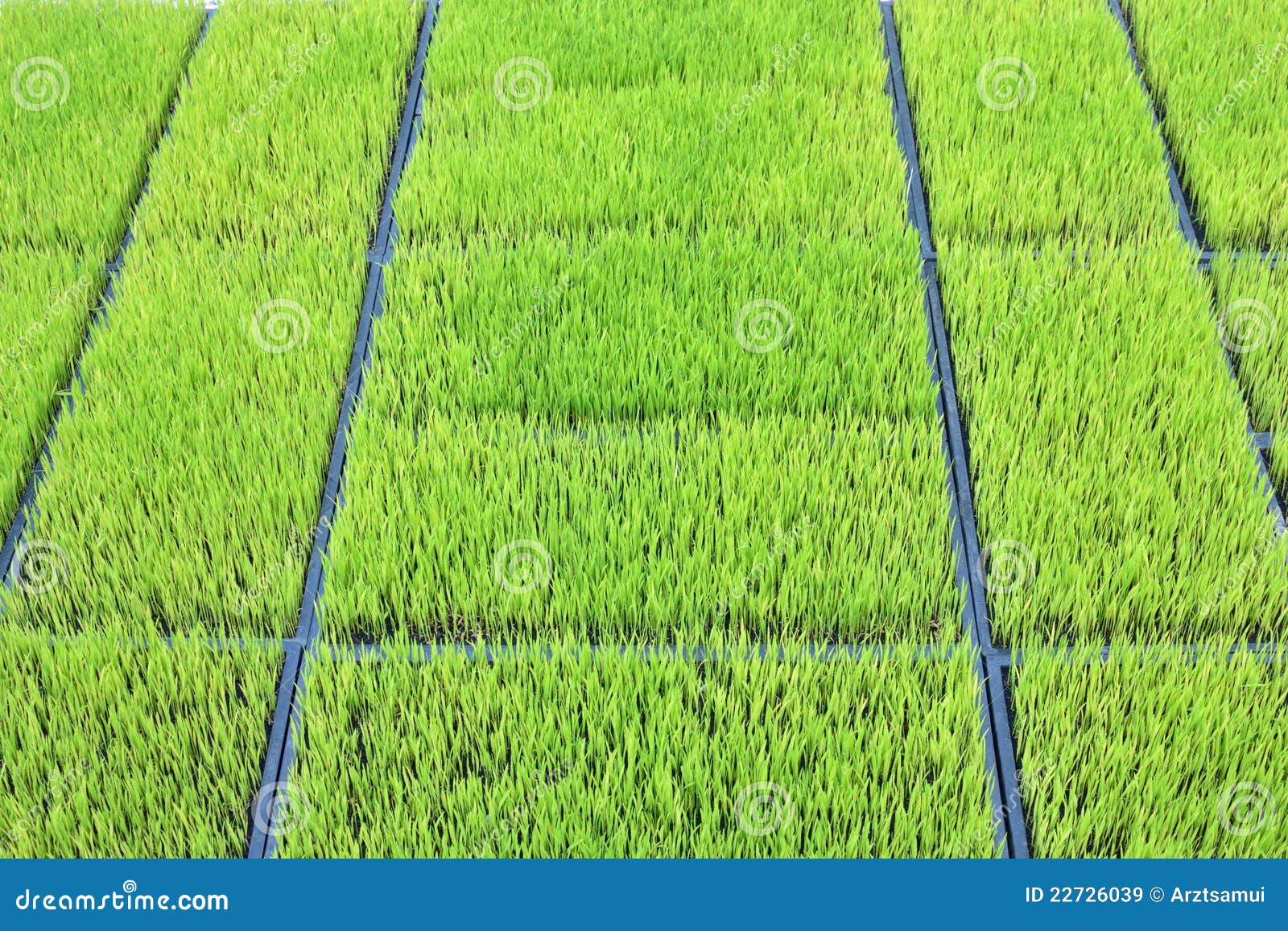 Rice field stock image. Image of agriculture, green, countryside - 22726039