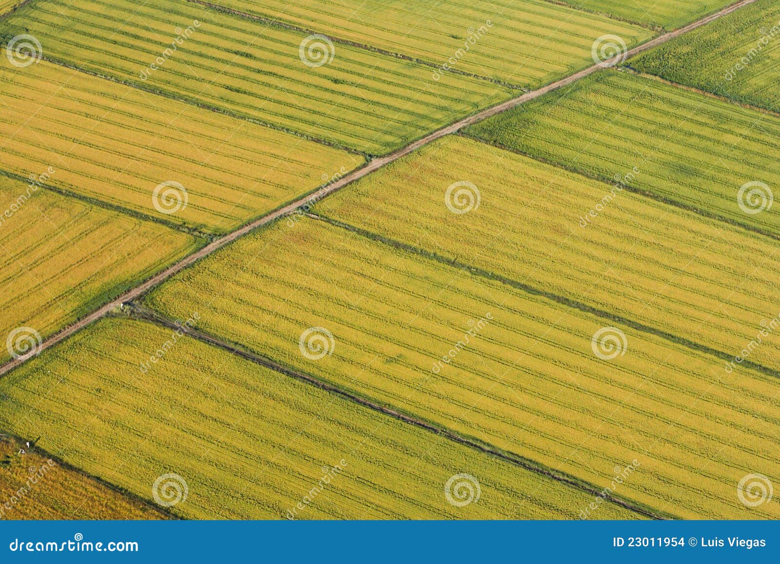 Rice field stock photo. Image of perspective, agricultural - 23011954