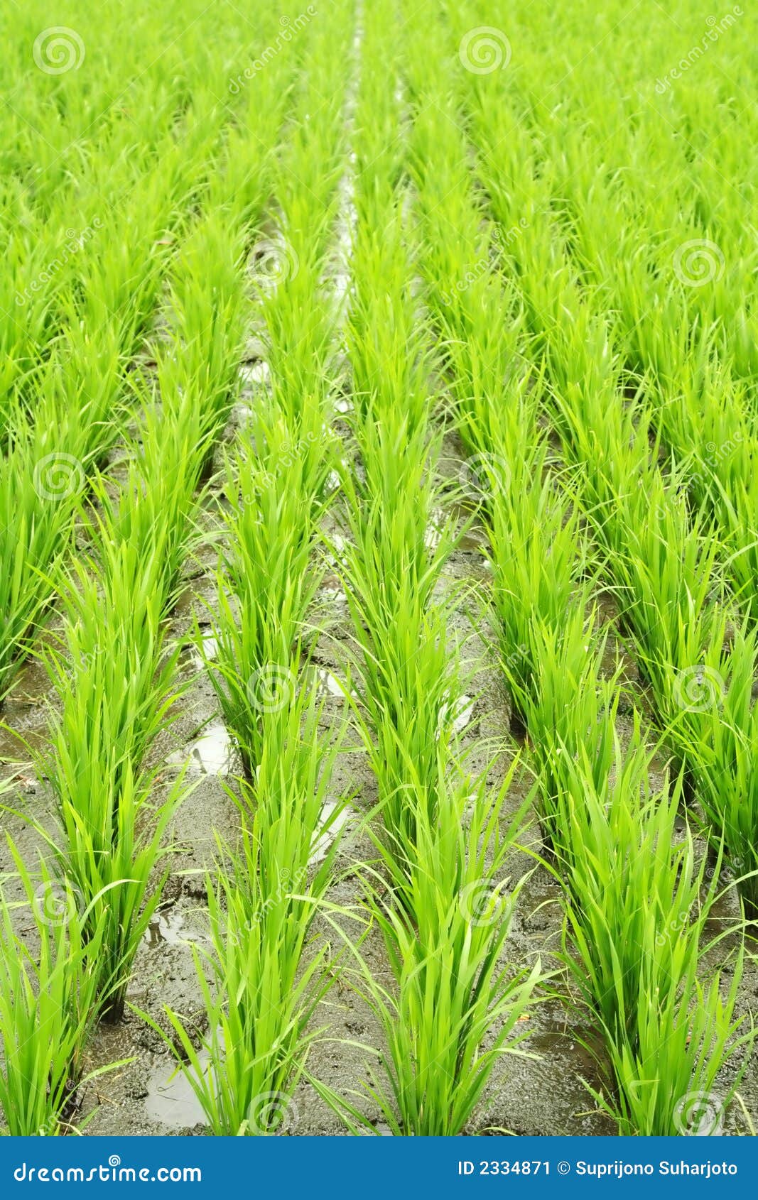 Rice field stock image. Image of asia, outside, food, agriculture - 2334871