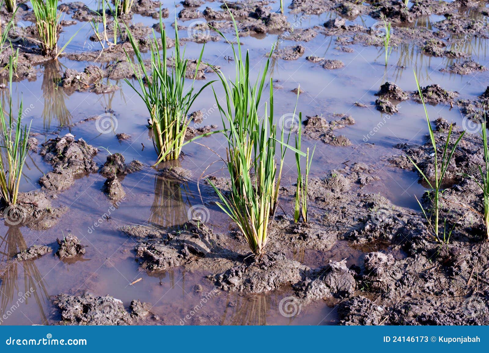 Rice field stock image. Image of hill, food, farm, growth - 24146173