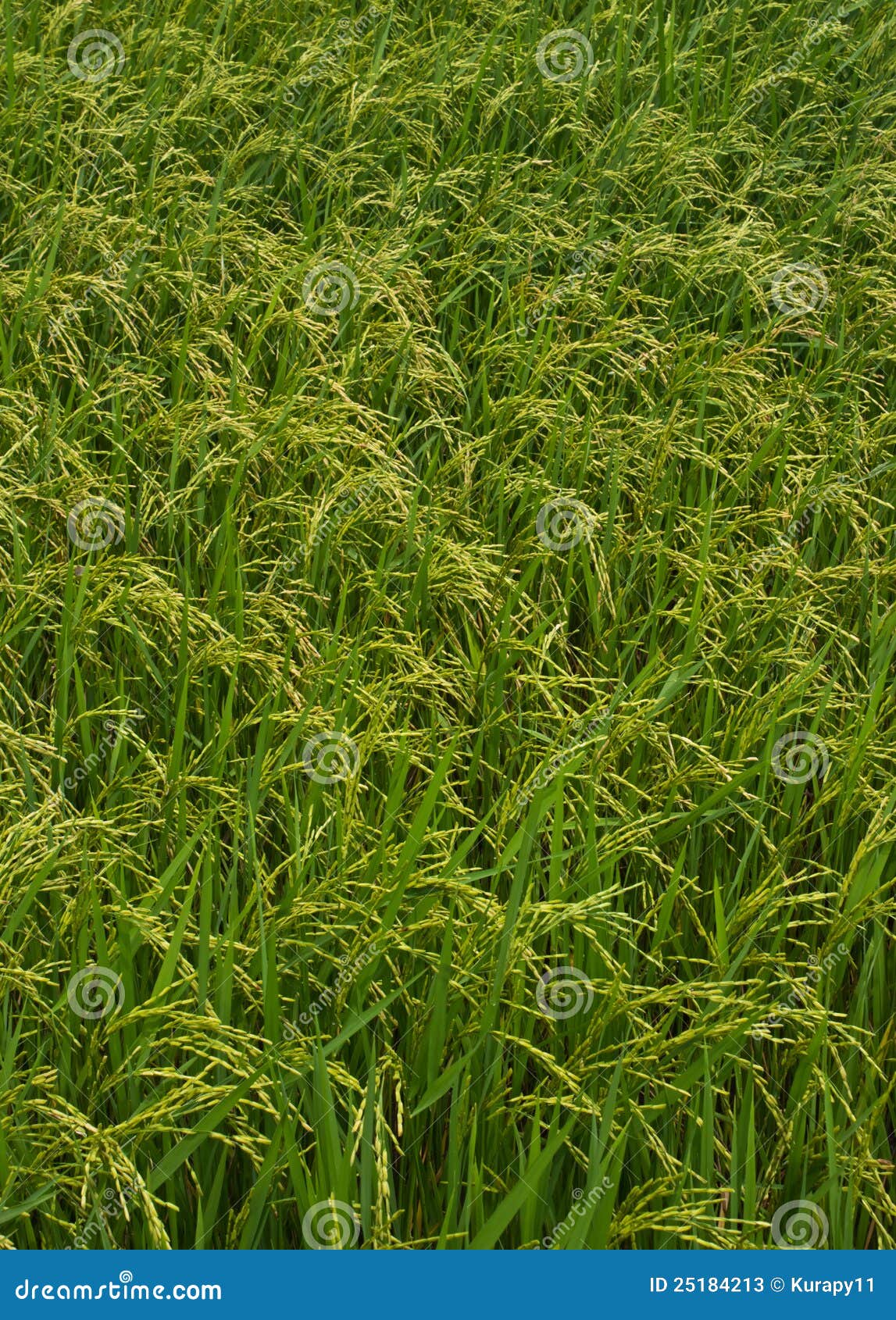 Rice field stock image. Image of detail, green, healthy - 25184213
