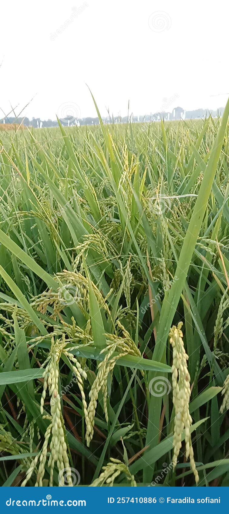 Rice in the rice field stock photo. Image of nature - 257410886