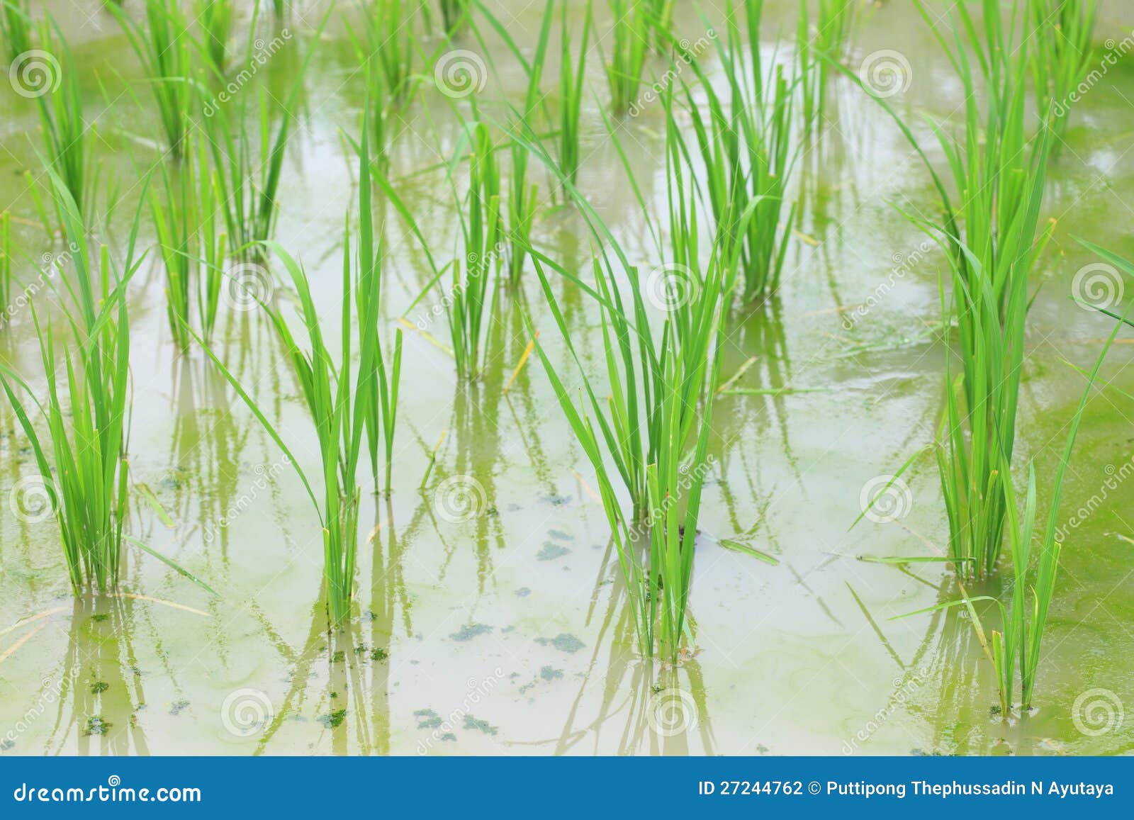 Rice field stock photo. Image of farm, rice, outside - 27244762