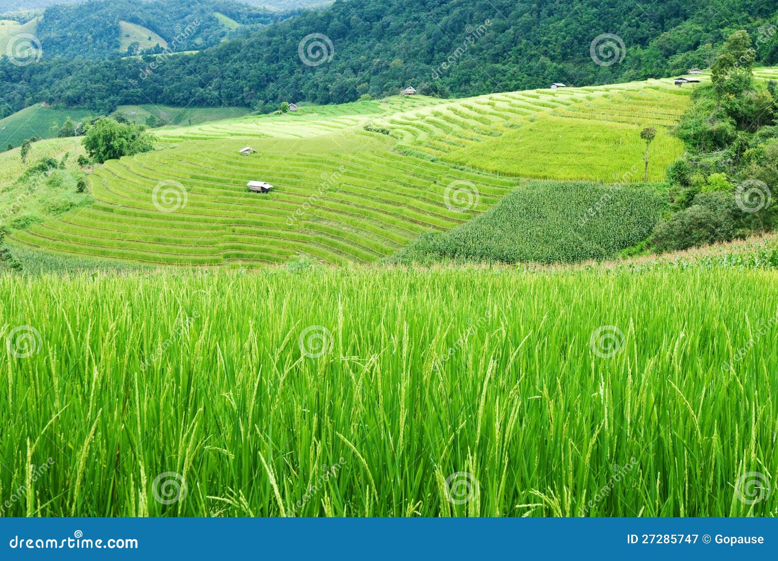 Rice field stock image. Image of chiangmai, irrigation - 27285747