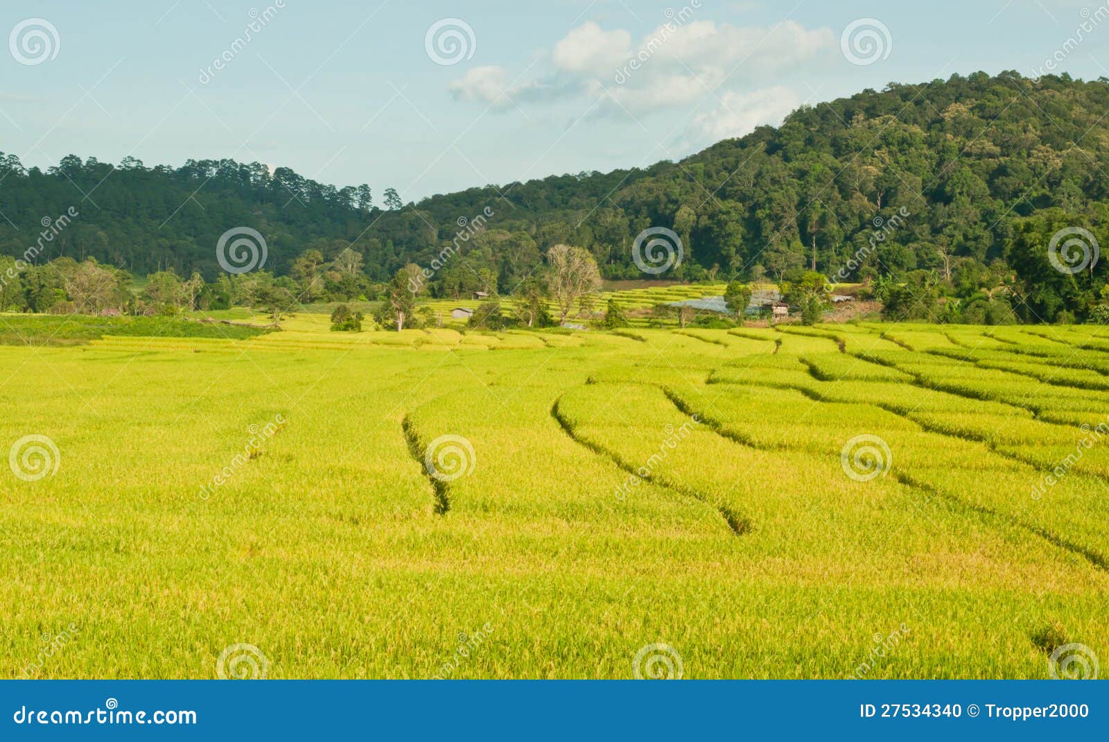 Rice field stock photo. Image of outside, farm, meadow - 27534340