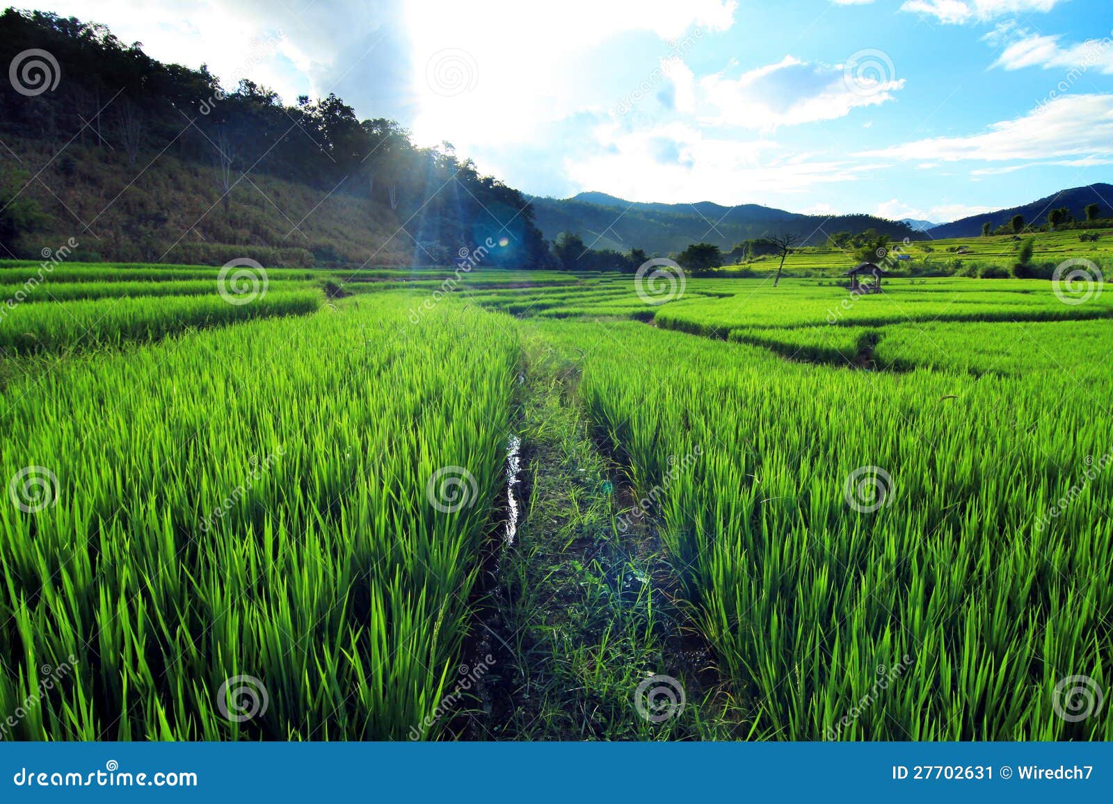 Rice Field stock image. Image of reflection, natural - 27702631