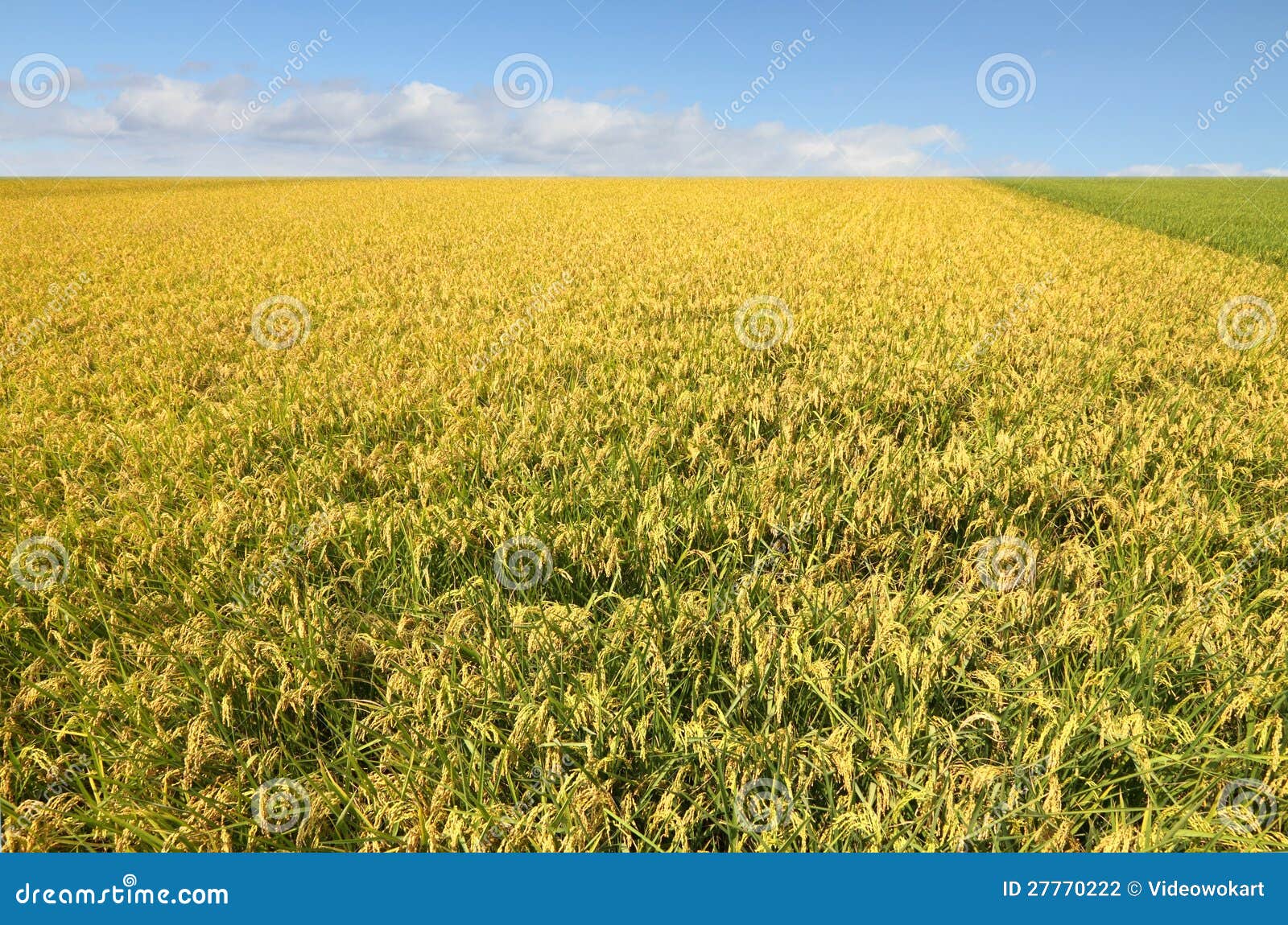 Rice Field Stock Photography - Image: 27770222