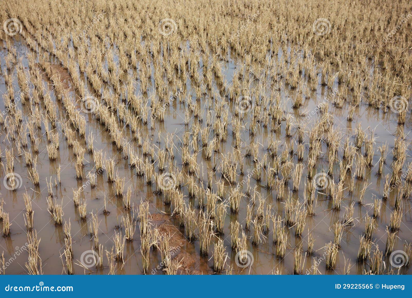 Rice field stock image. Image of corn, grain, cereal - 29225565