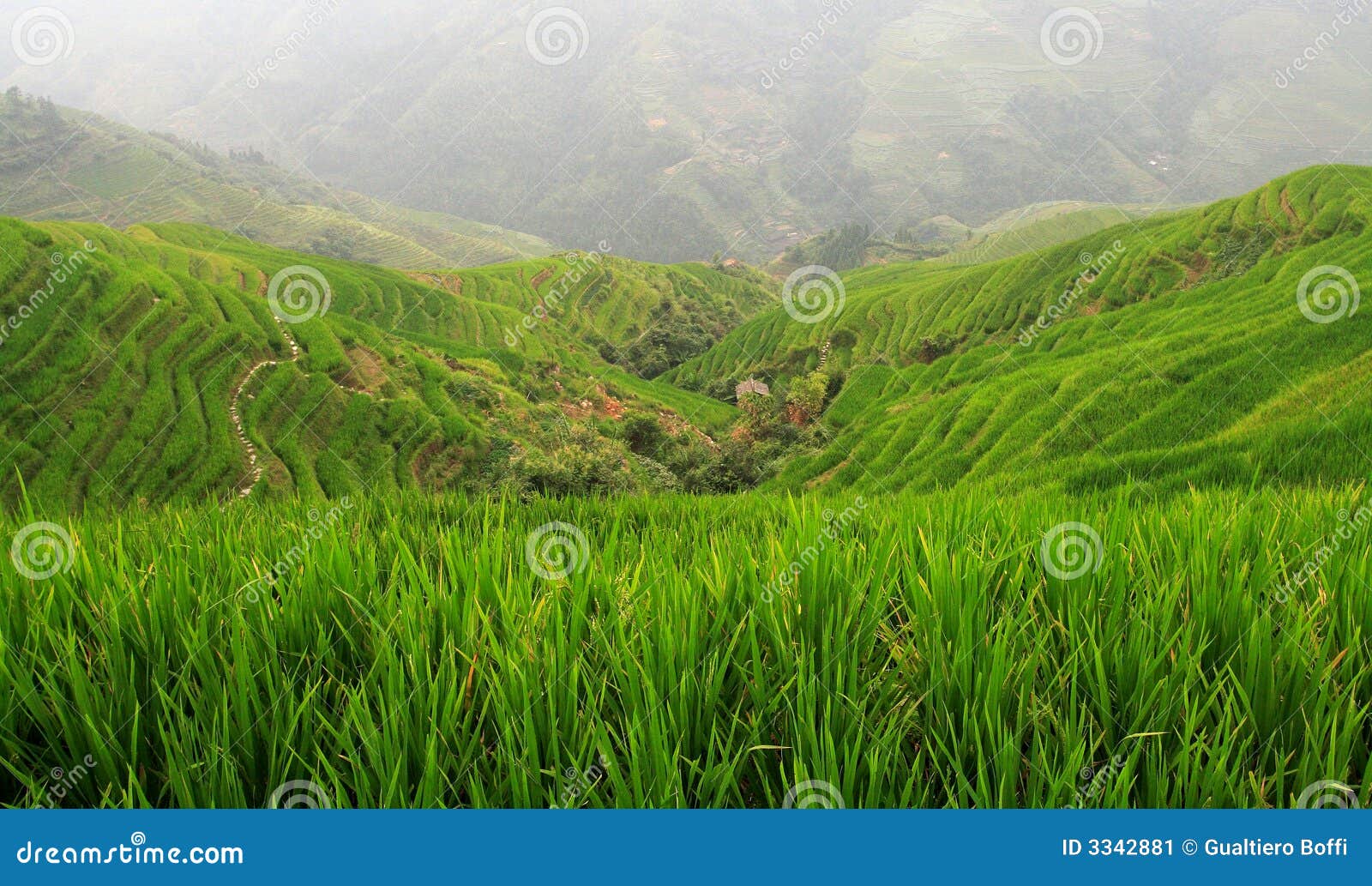 Rice field stock image. Image of green, field, food, landscape - 3342881