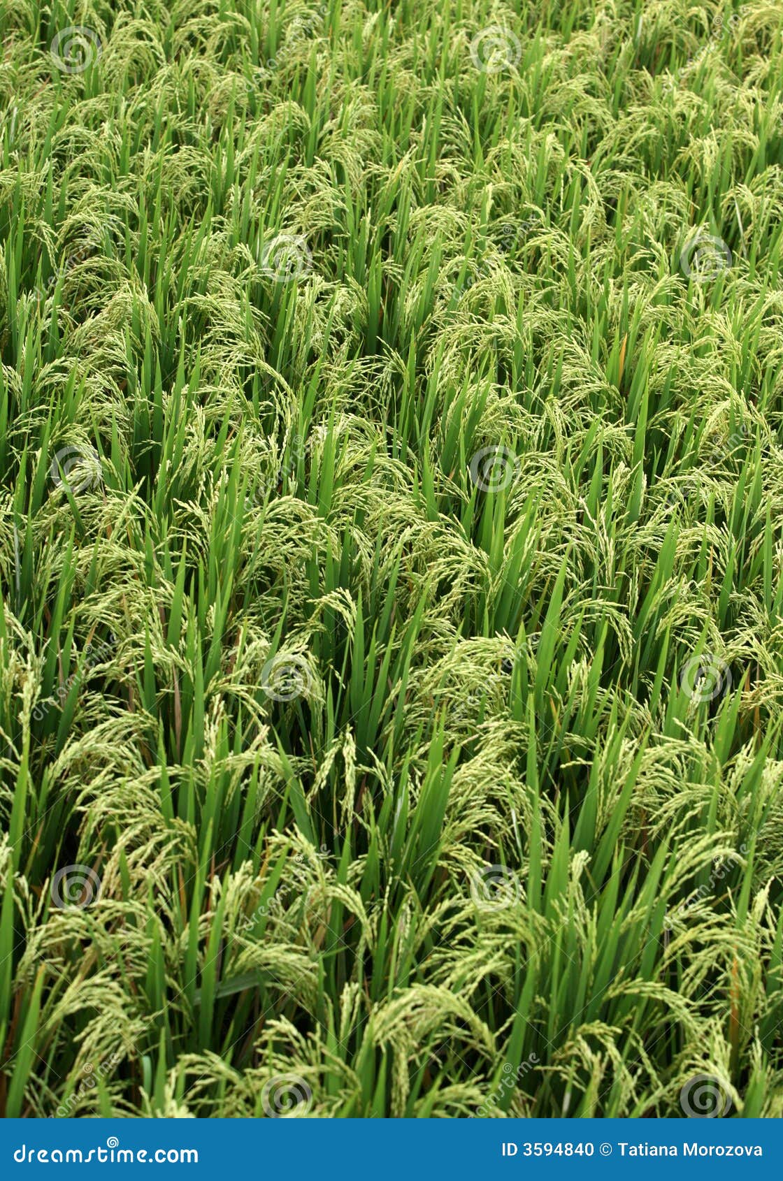Rice field stock photo. Image of morning, arable, food - 3594840