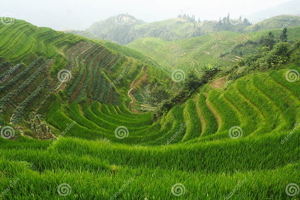Rice field stock photo. Image of land, grain, agriculture - 3984810