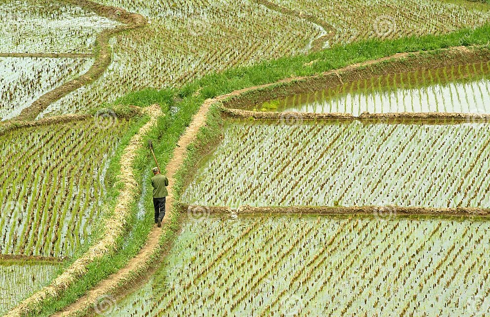 Rice field stock photo. Image of grains, growing, eastern - 4016846