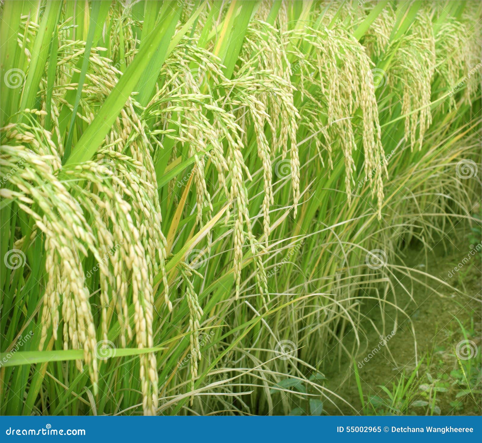 Rice field stock image. Image of field, east, cereal - 55002965