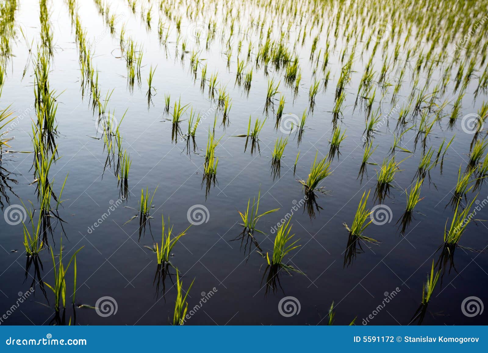 Rice field stock photo. Image of closeup, green, pattern - 5591172
