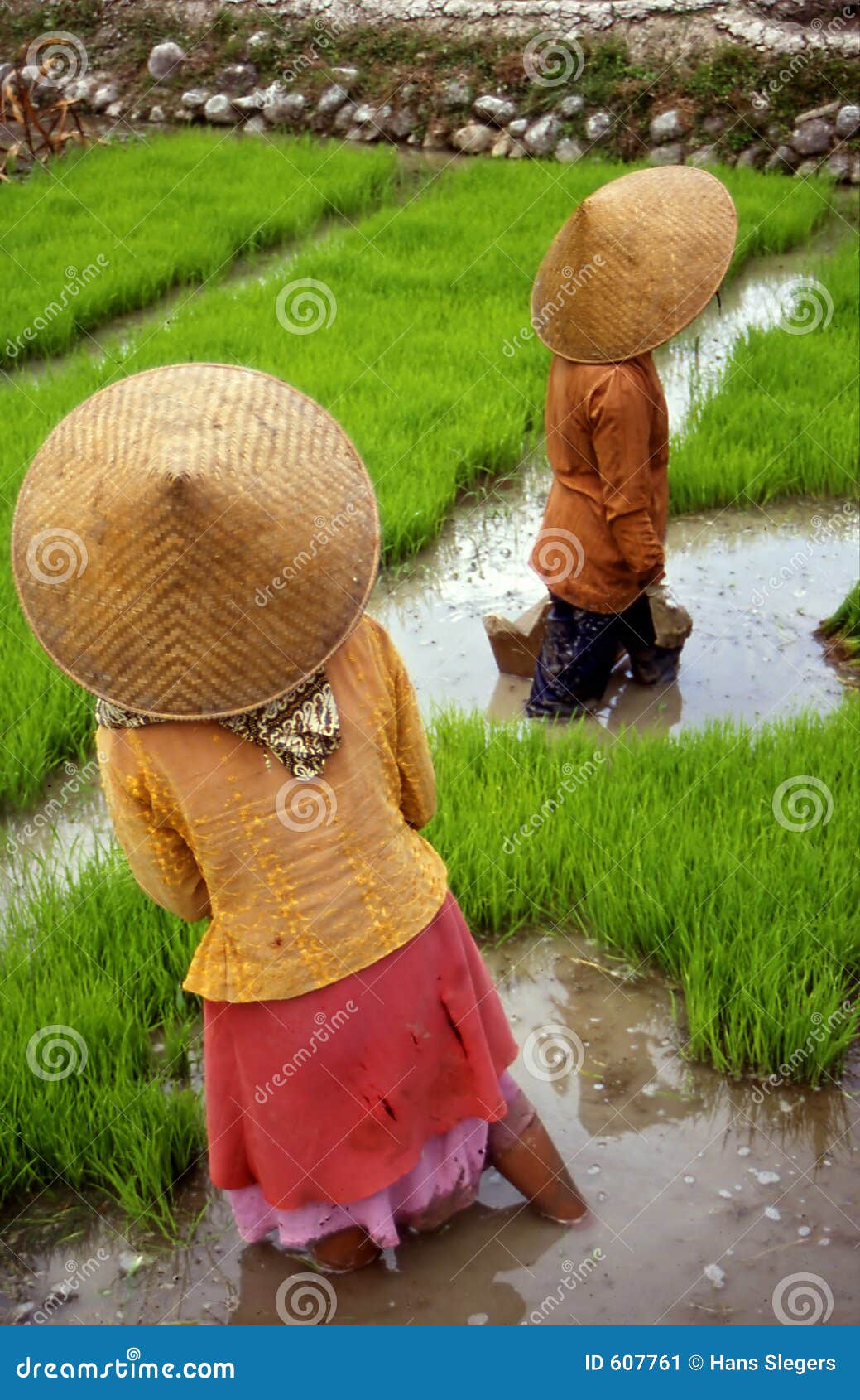 Rice-field stock image. Image of water, sawa, field, farming - 607761