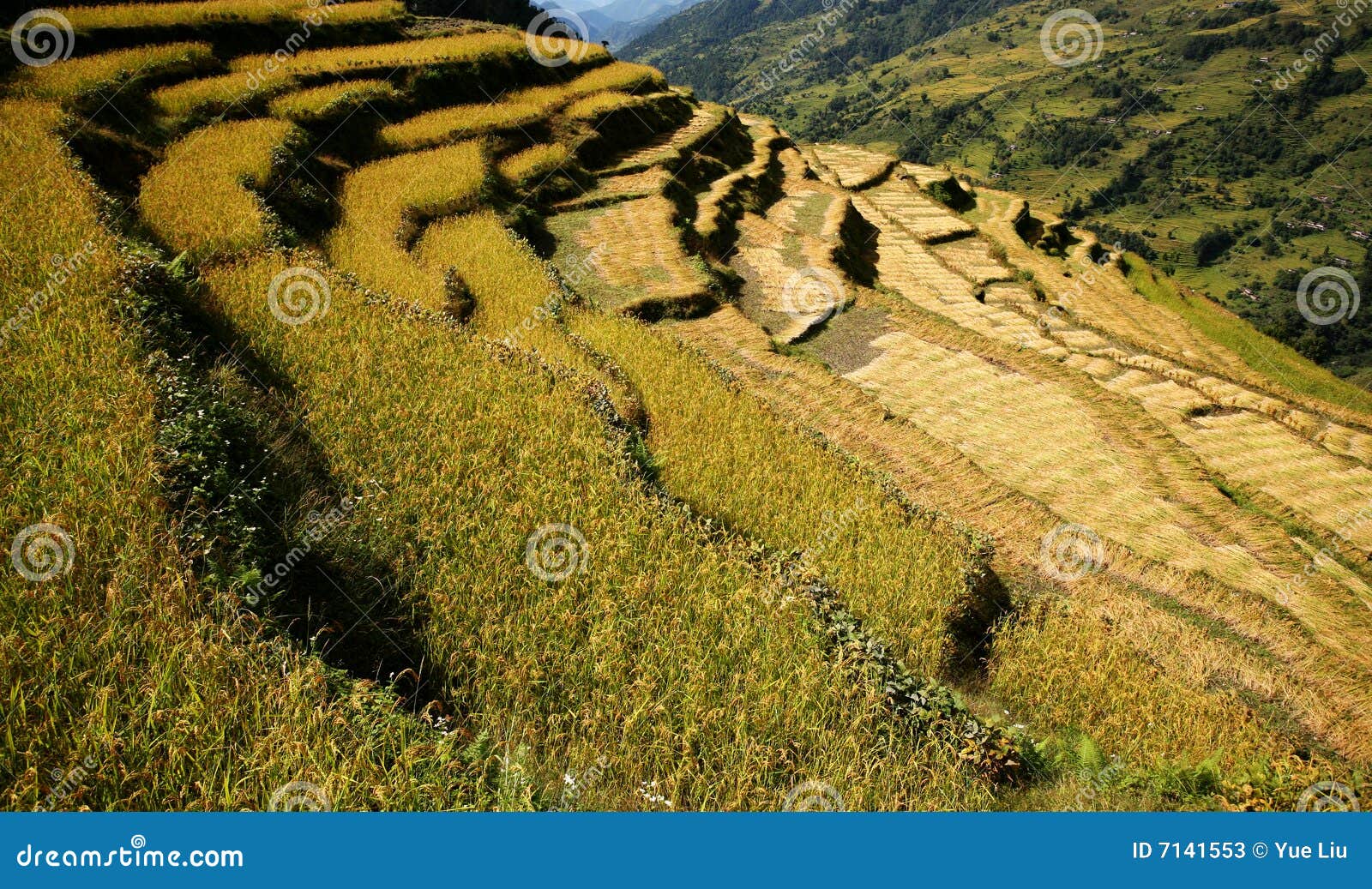 Rice Field stock image. Image of rural, rice, ripen, harvest - 7141553
