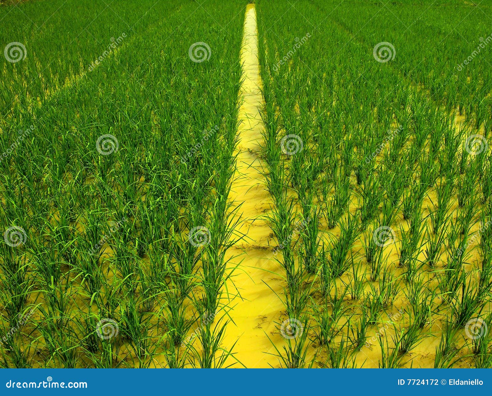 RICE FIELD stock photo. Image of eastern, plantation, field - 7724172