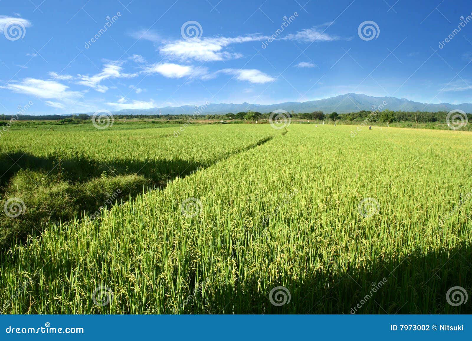 Rice field stock photo. Image of beautiful, crows, grow - 7973002