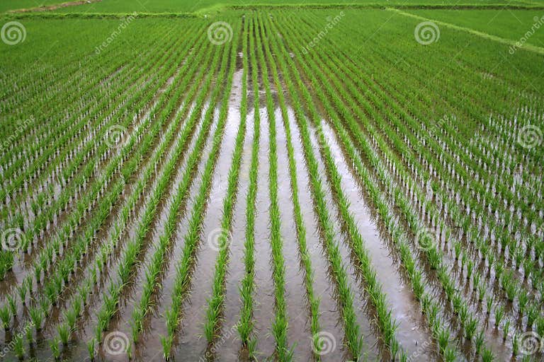 Rice field stock photo. Image of culture, rice, lines, rain - 912278