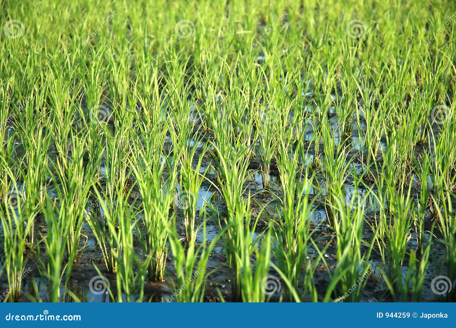 Rice field stock image. Image of green, stripes, rice, shoots - 944259