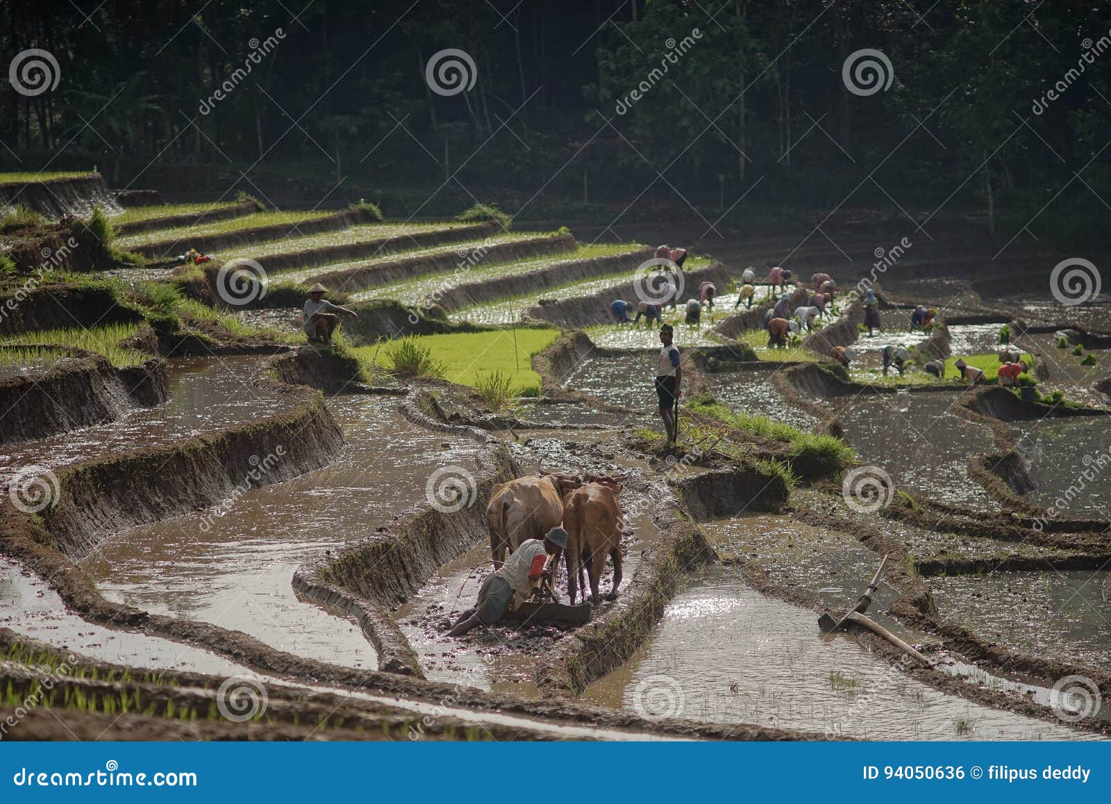 Rice field editorial photo. Image of village, field, farm - 94050636