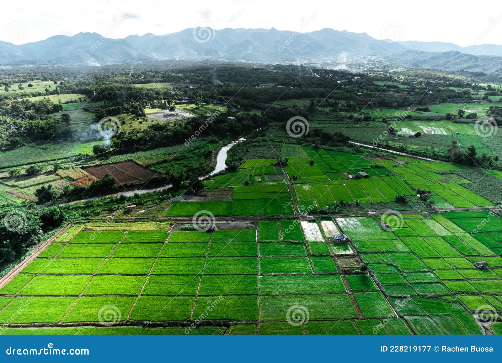 Rice Field ,Aerial View of Rice Fields Stock Image - Image of farming ...
