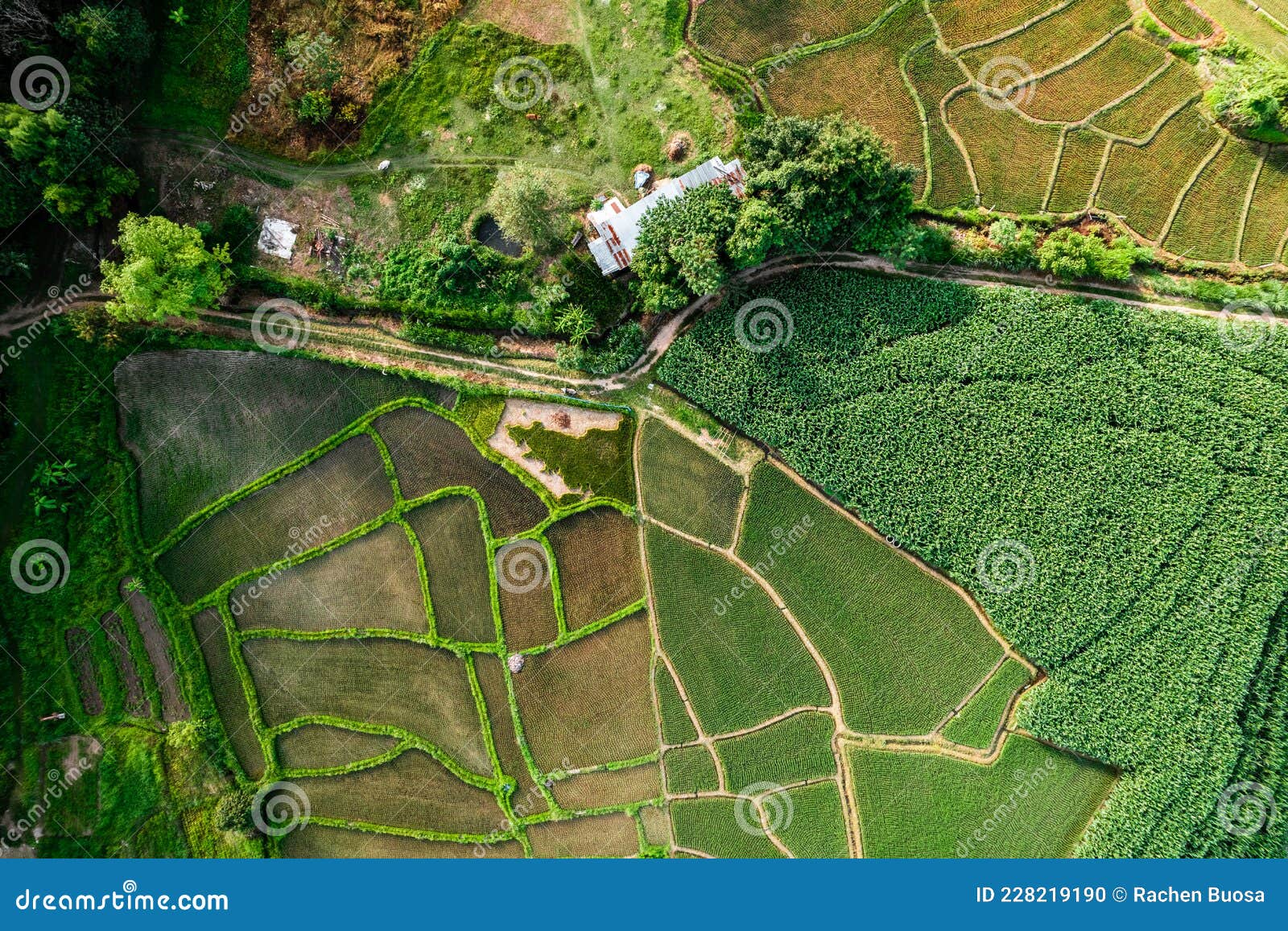 Rice Field ,Aerial View of Rice Fields Stock Photo - Image of grain ...