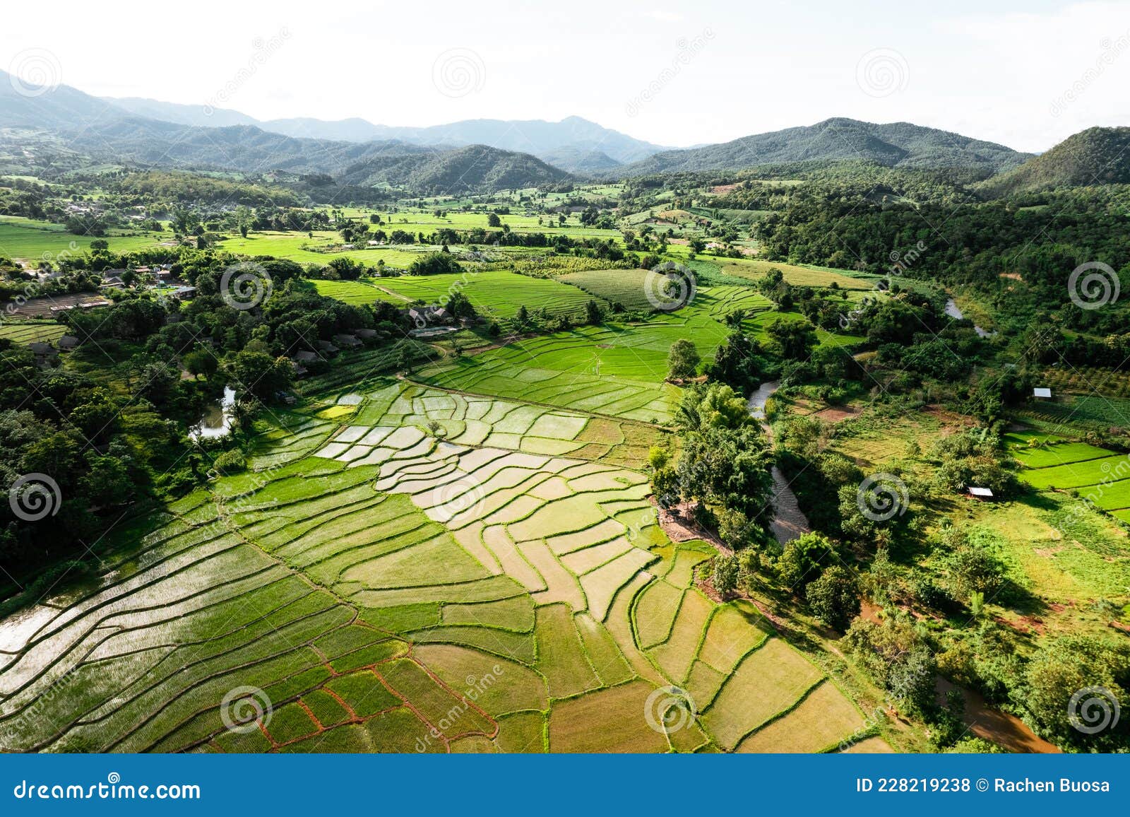 Rice Field ,Aerial View of Rice Fields Stock Photo - Image of ...