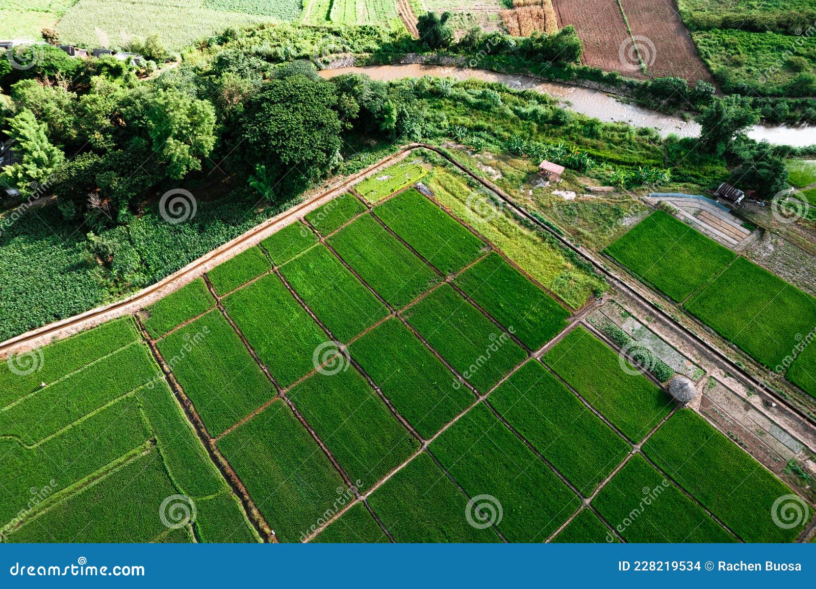 Rice Field ,Aerial View of Rice Fields Stock Photo - Image of thailand ...